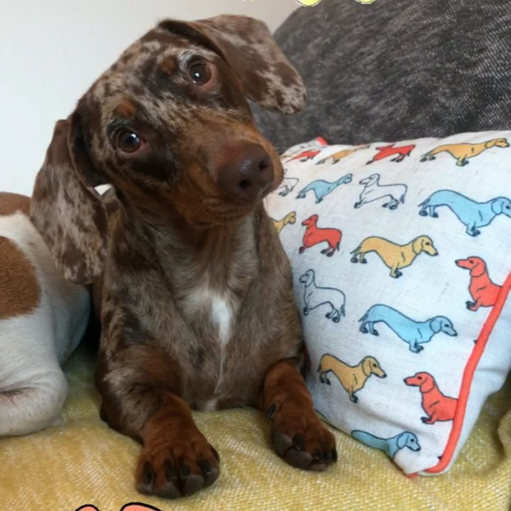 Adopting & Fees - RSPCA Halifax, Huddersfield, Bradford District Branch