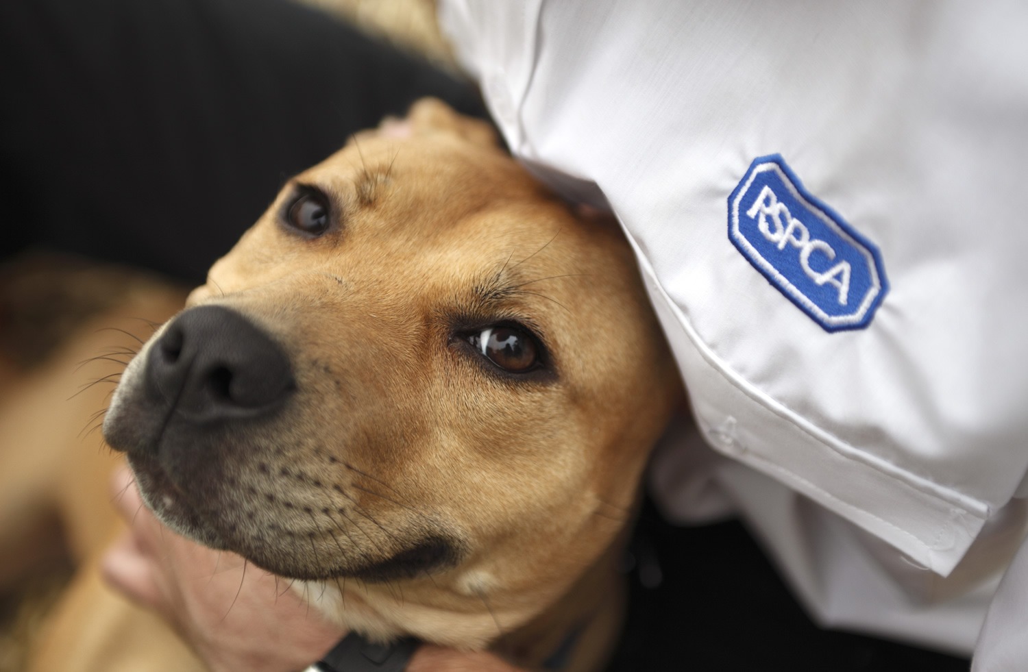 Stray Dogs - RSPCA Halifax, Huddersfield, Bradford District Branch