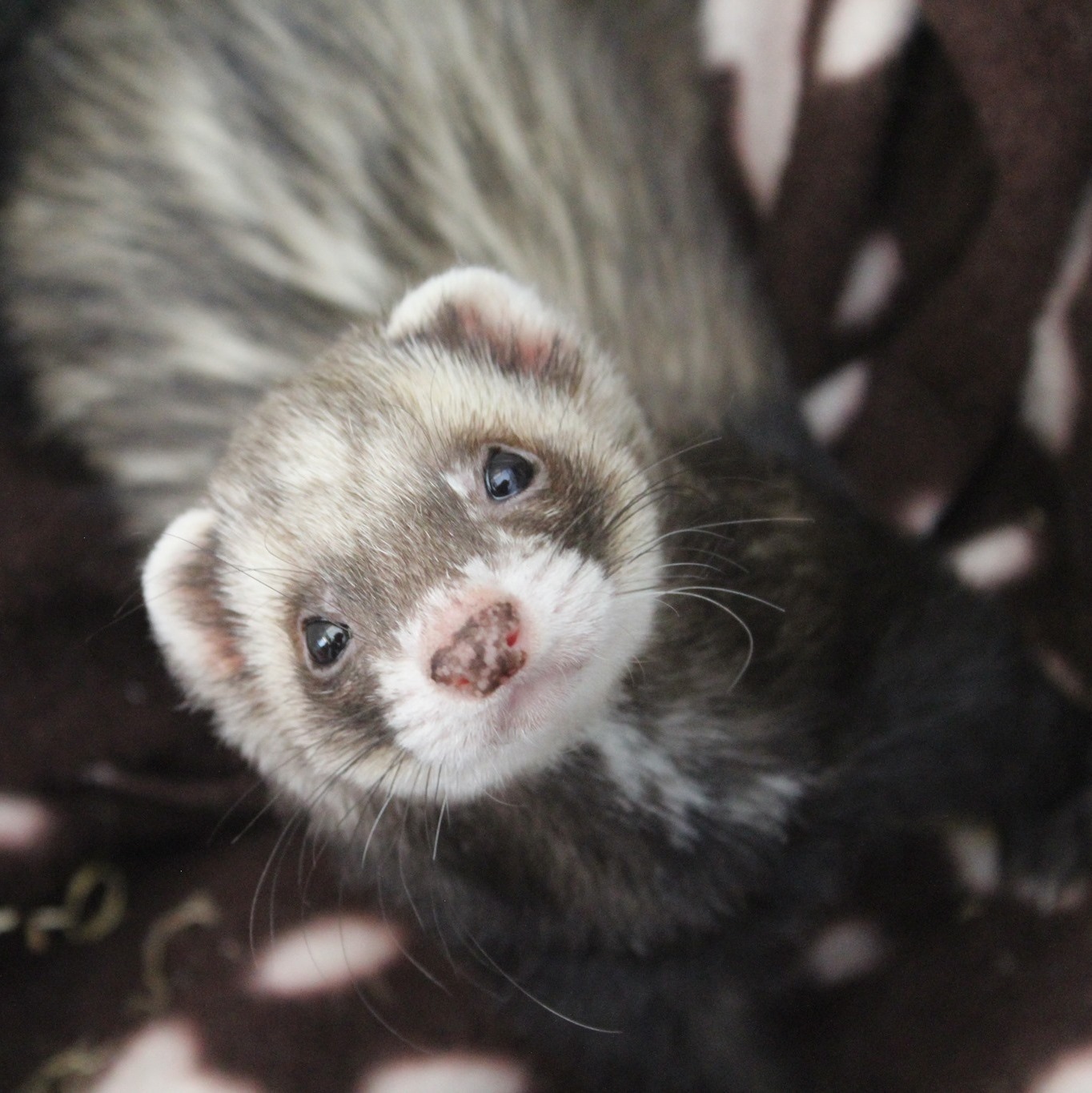 Foster An Animal - RSPCA Halifax, Huddersfield, Bradford District Branch