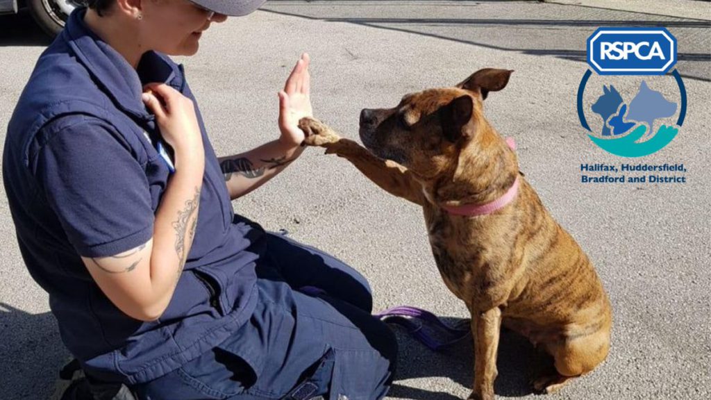 K9 Party Raffle Tickets Available now! - RSPCA Halifax, Huddersfield ...