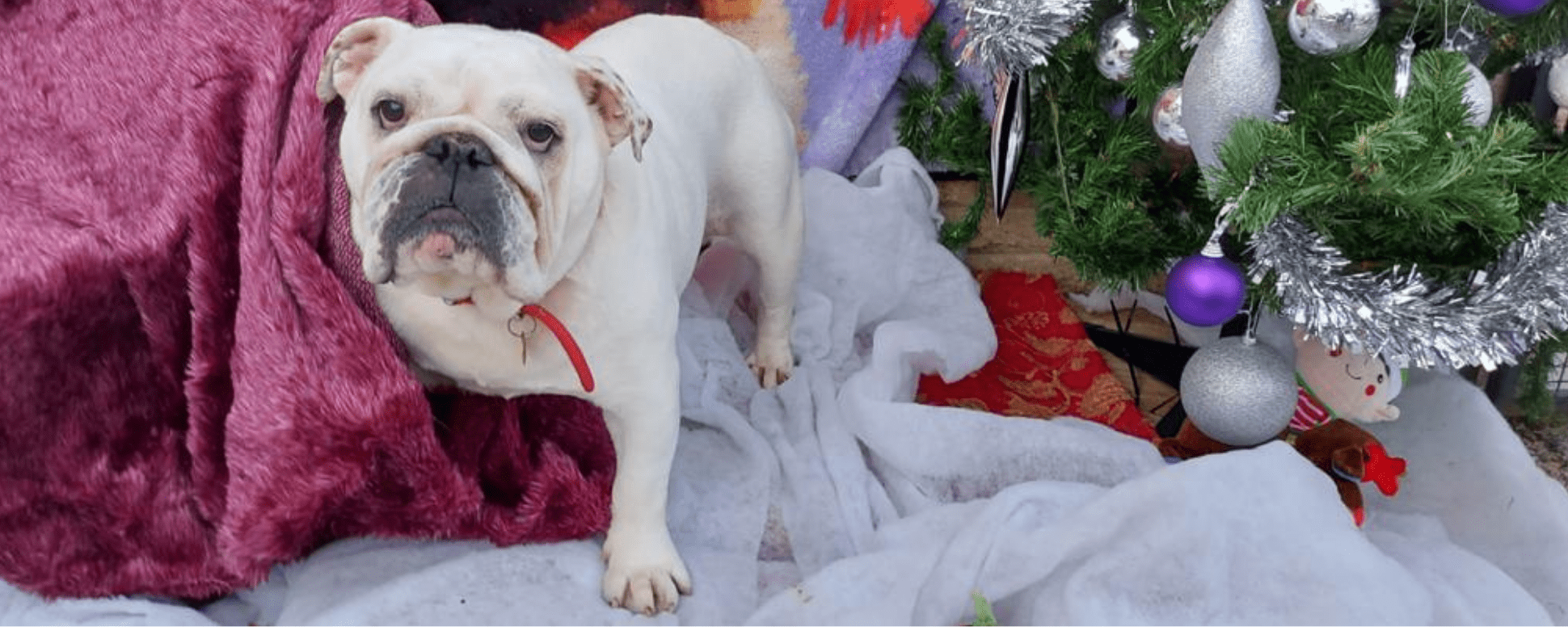 Can you help us raise the £2500 needed for Miss Pickles’ vital surgery ...