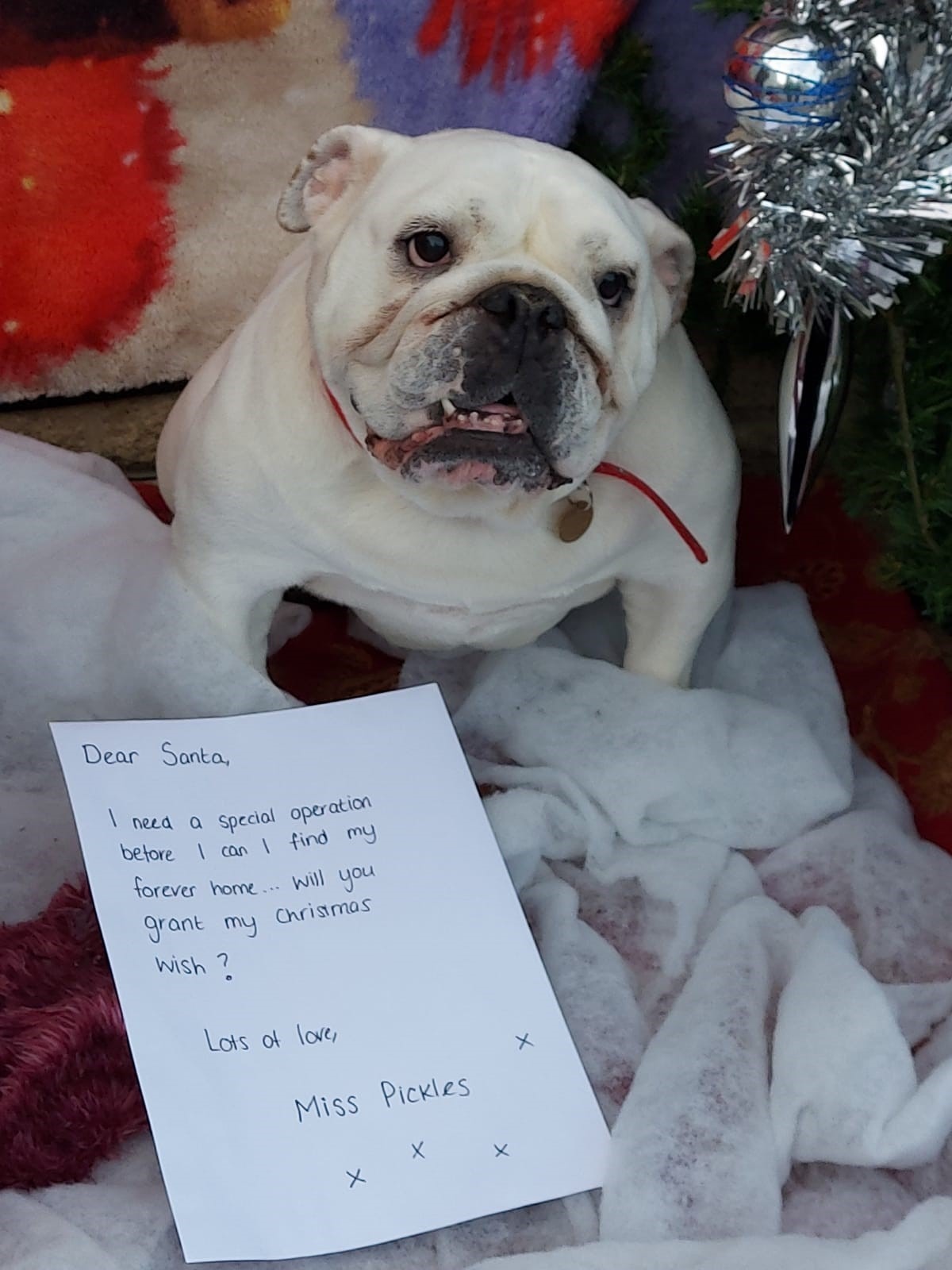 Can you help us raise the £2500 needed for Miss Pickles’ vital surgery ...