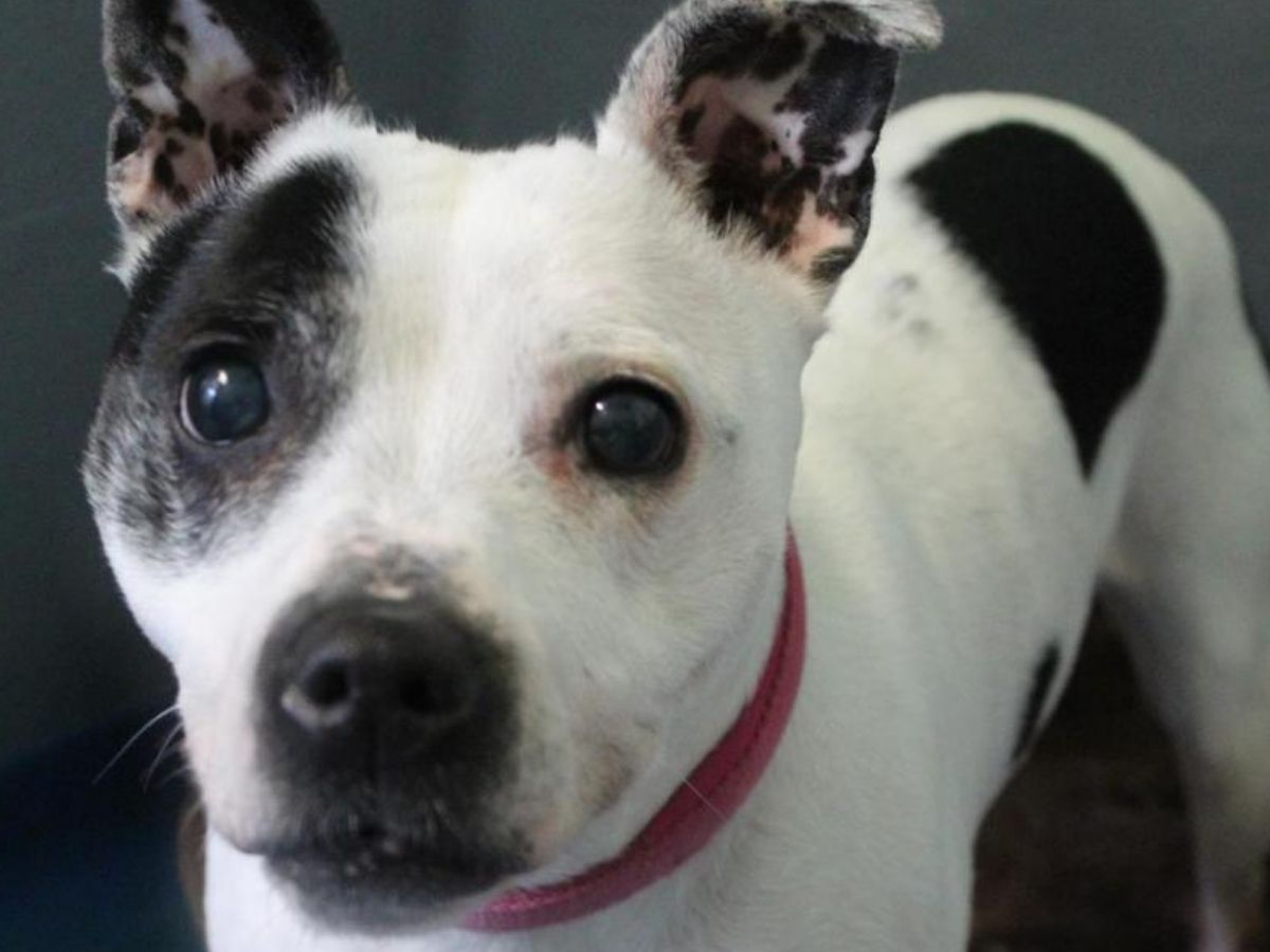 Elderly Animal Rehoming Scheme - RSPCA Halifax, Huddersfield, Bradford ...