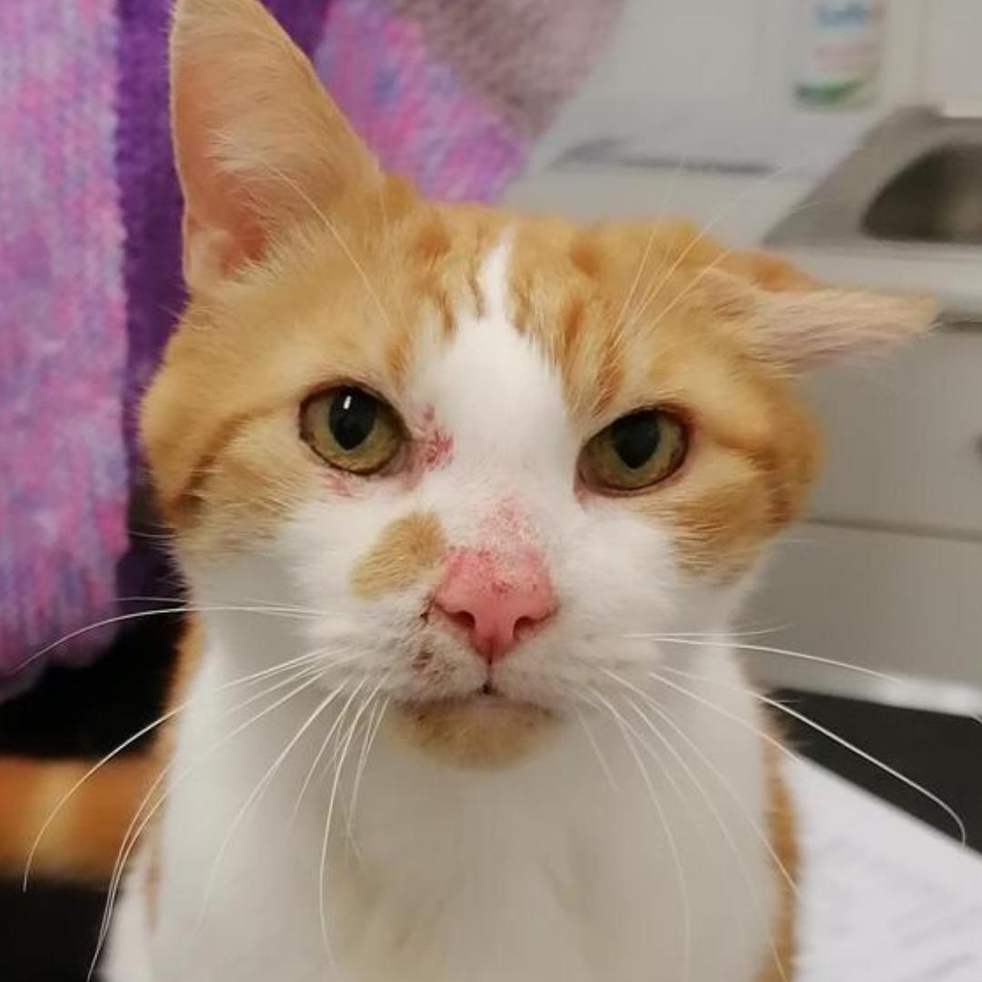 Elderly Animal Rehoming Scheme - RSPCA Halifax, Huddersfield, Bradford ...