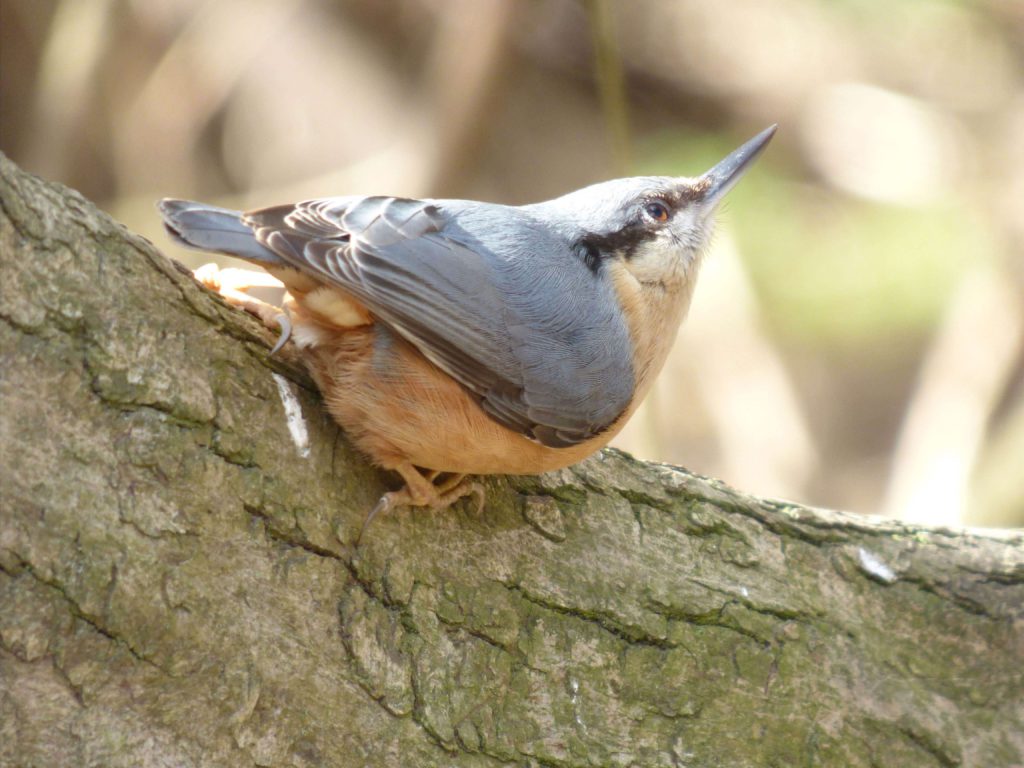 Congratulations to our Wildlife Photo Comp winners! - RSPCA Halifax ...