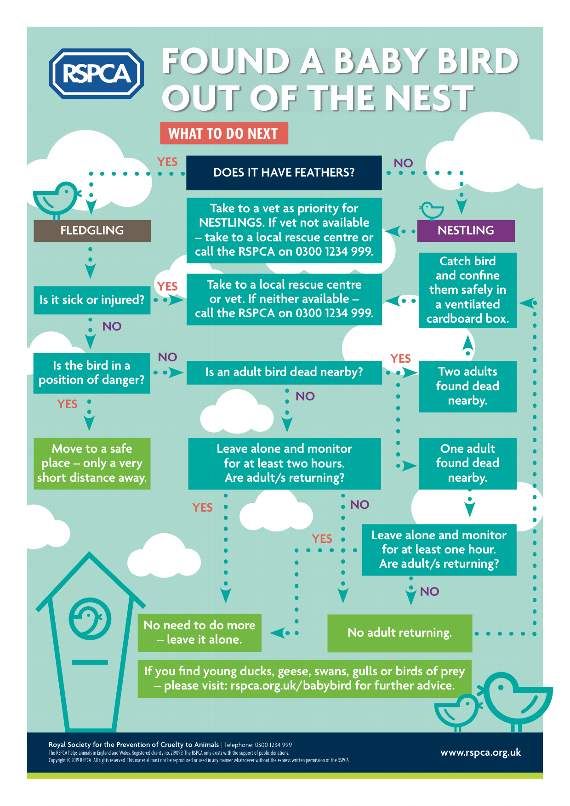 What to do if you find a fledgling - RSPCA Halifax, Huddersfield ...
