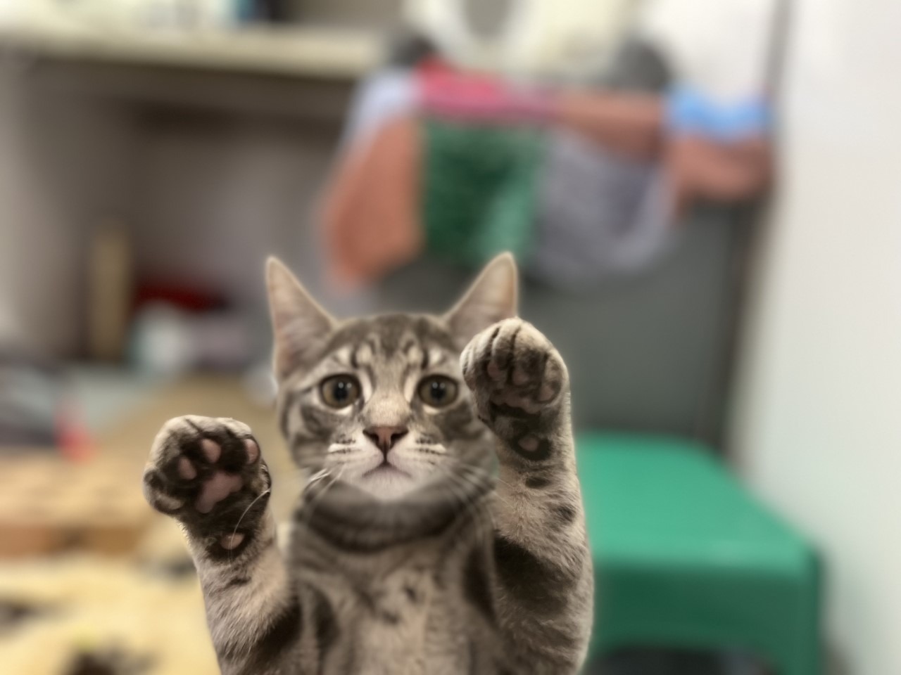 Make A Donation - RSPCA Halifax, Huddersfield, Bradford District Branch