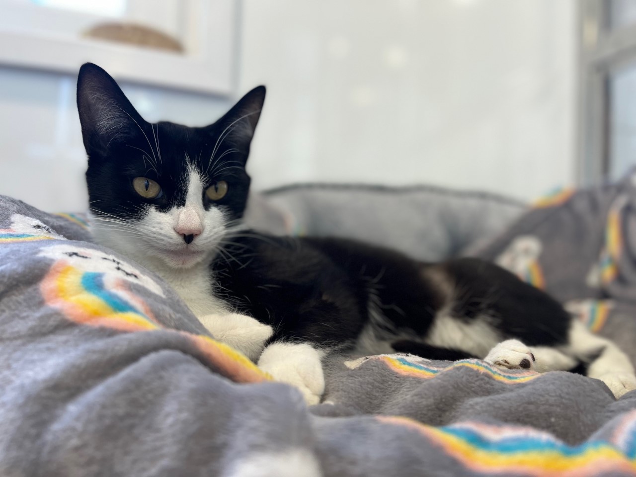 RSPCA Animal Policy - RSPCA Halifax, Huddersfield, Bradford District Branch