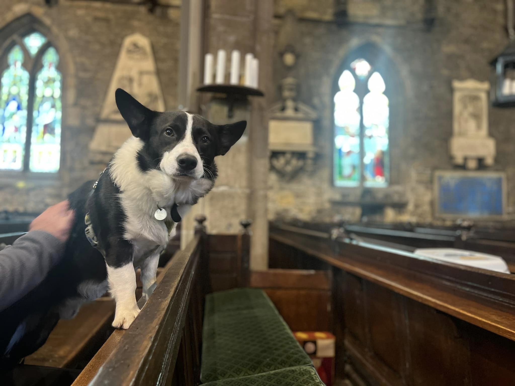 Celebrating World Animal Day! - RSPCA Halifax, Huddersfield, Bradford ...