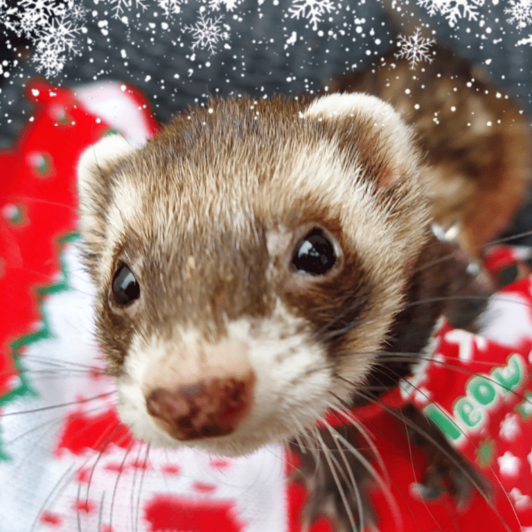 Home - RSPCA Halifax, Huddersfield, Bradford District Branch