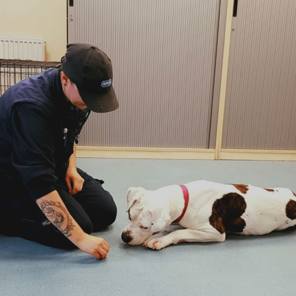 Join us for our upcoming Canine Behaviour Talks! - RSPCA Halifax ...