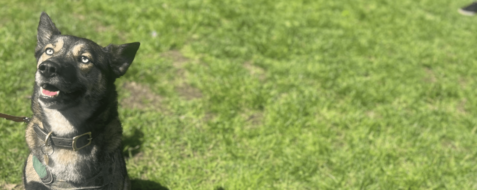 Home - RSPCA Halifax, Huddersfield, Bradford District Branch