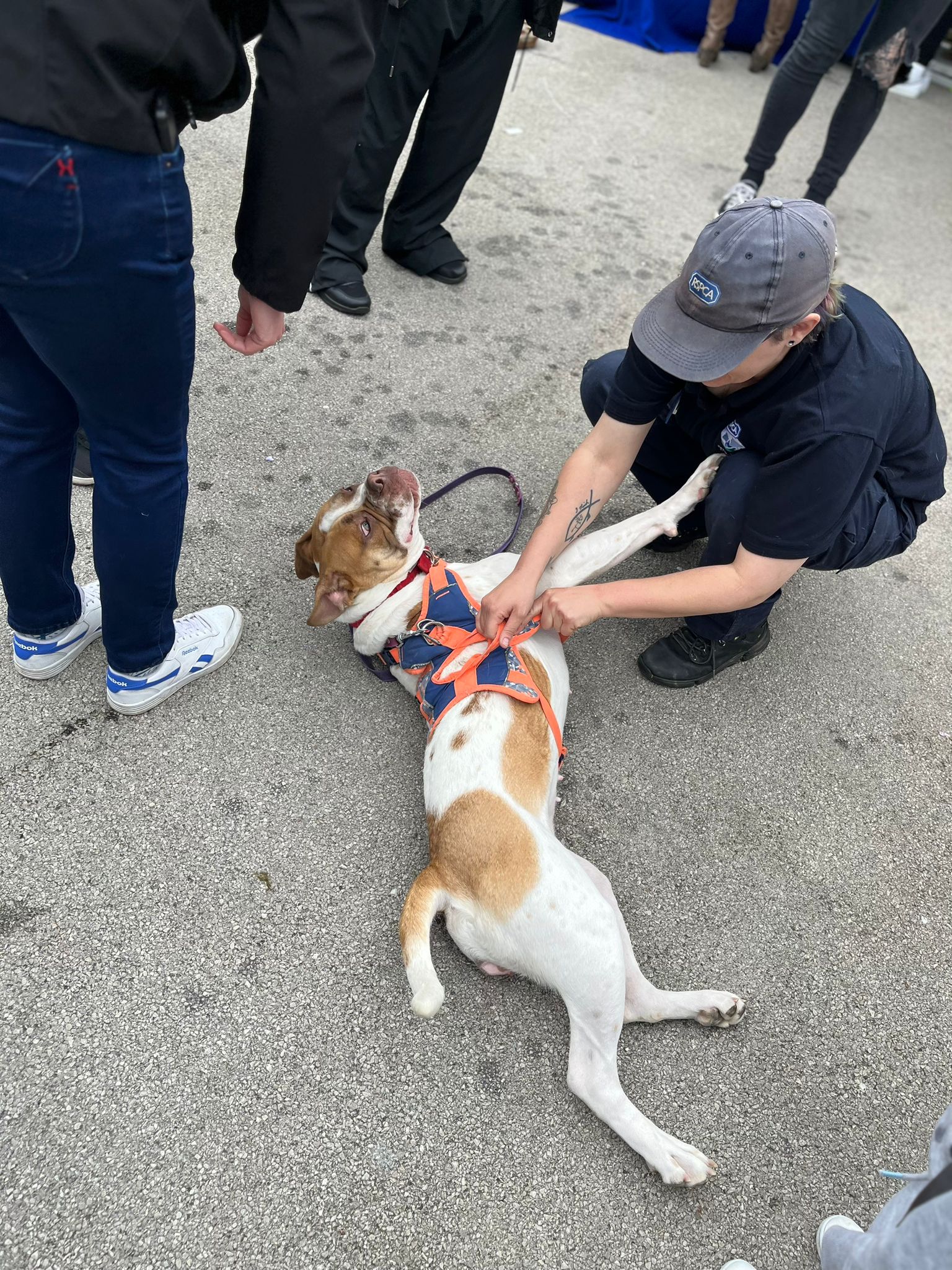 We raised £2000 at our Furry Friends Open Day! - RSPCA Halifax ...