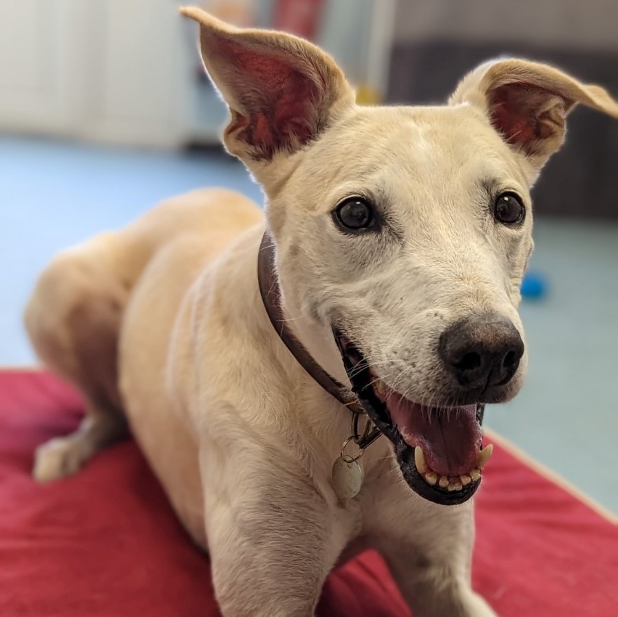 Home - RSPCA Halifax, Huddersfield, Bradford District Branch