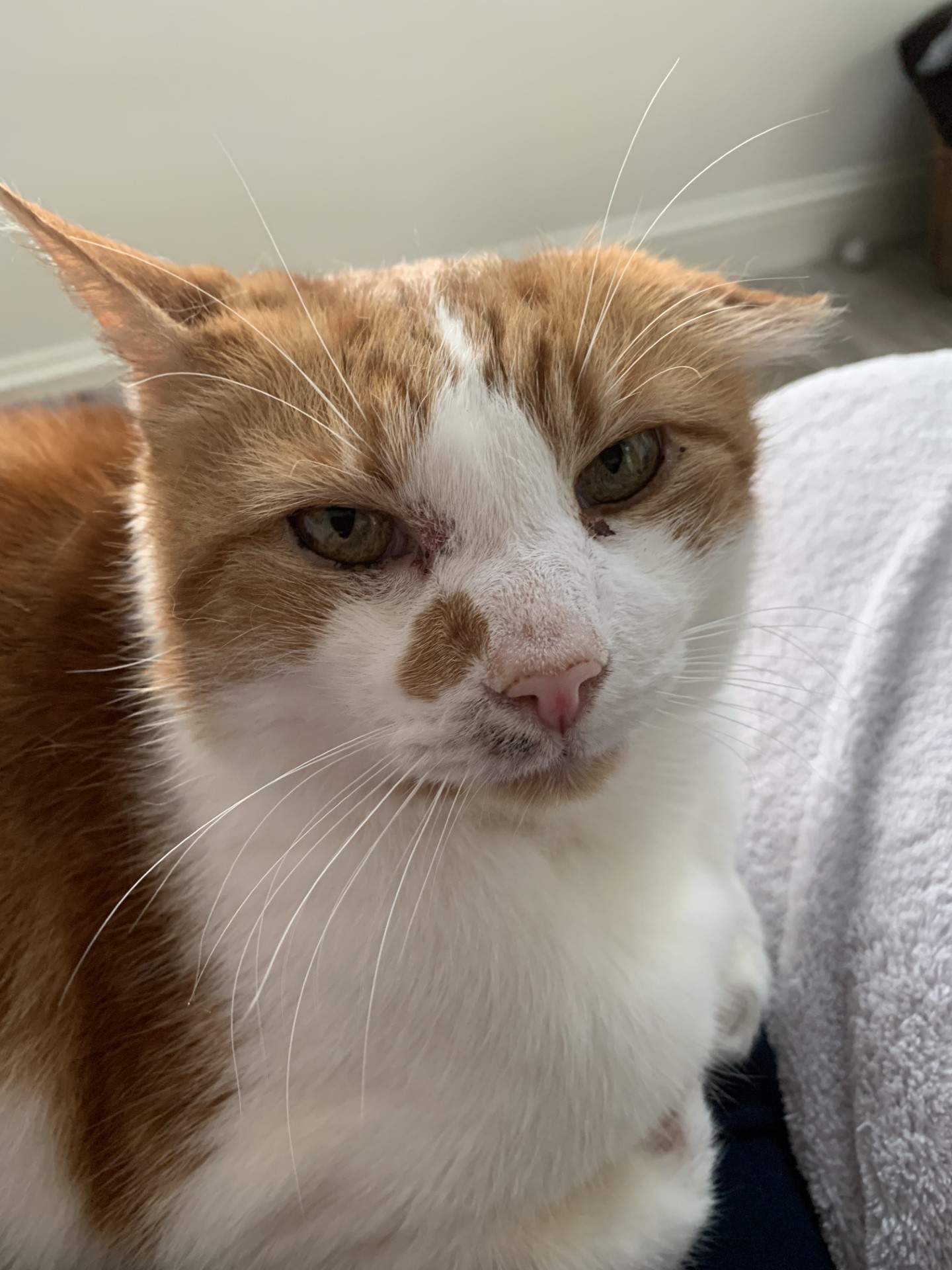 Foster An Animal - RSPCA Halifax, Huddersfield, Bradford District Branch