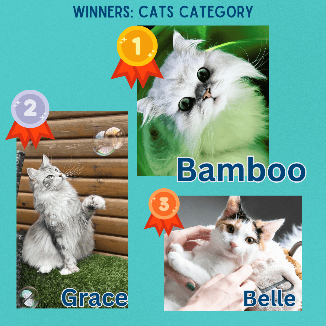 The winners of our 2024 Pet Photo Competition are... - RSPCA Halifax ...