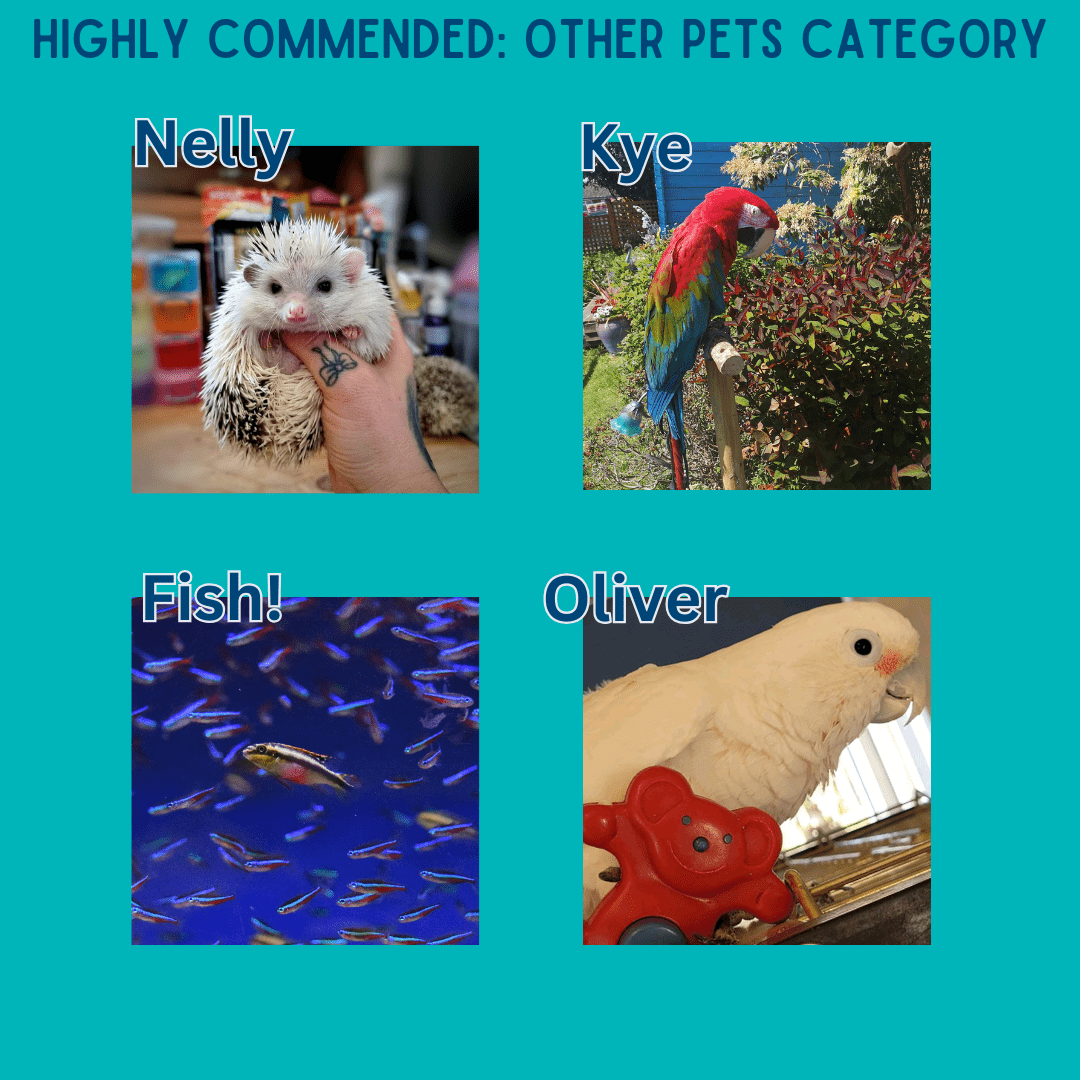 The winners of our 2024 Pet Photo Competition are... - RSPCA Halifax ...