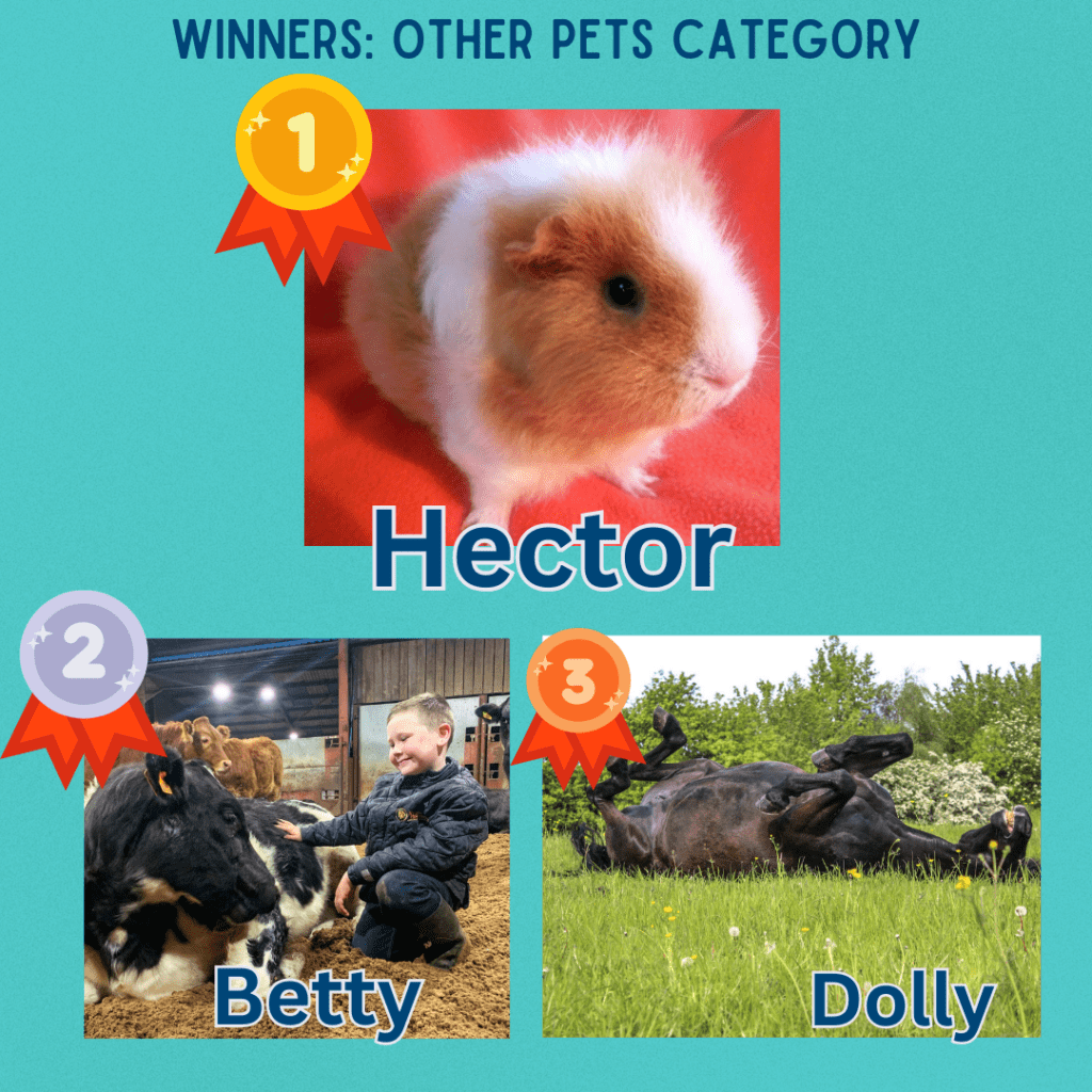 The winners of our 2024 Pet Photo Competition are... - RSPCA Halifax ...
