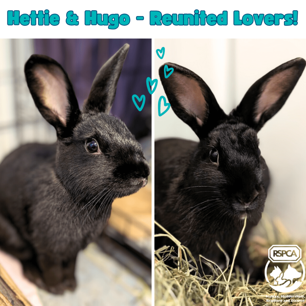 Hettie & Hugo - A tail of two lovers reunited! - RSPCA Halifax ...