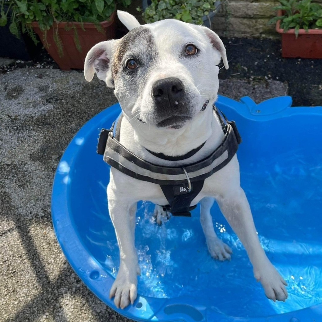 Pet Of The Month - RSPCA Halifax, Huddersfield, Bradford District Branch