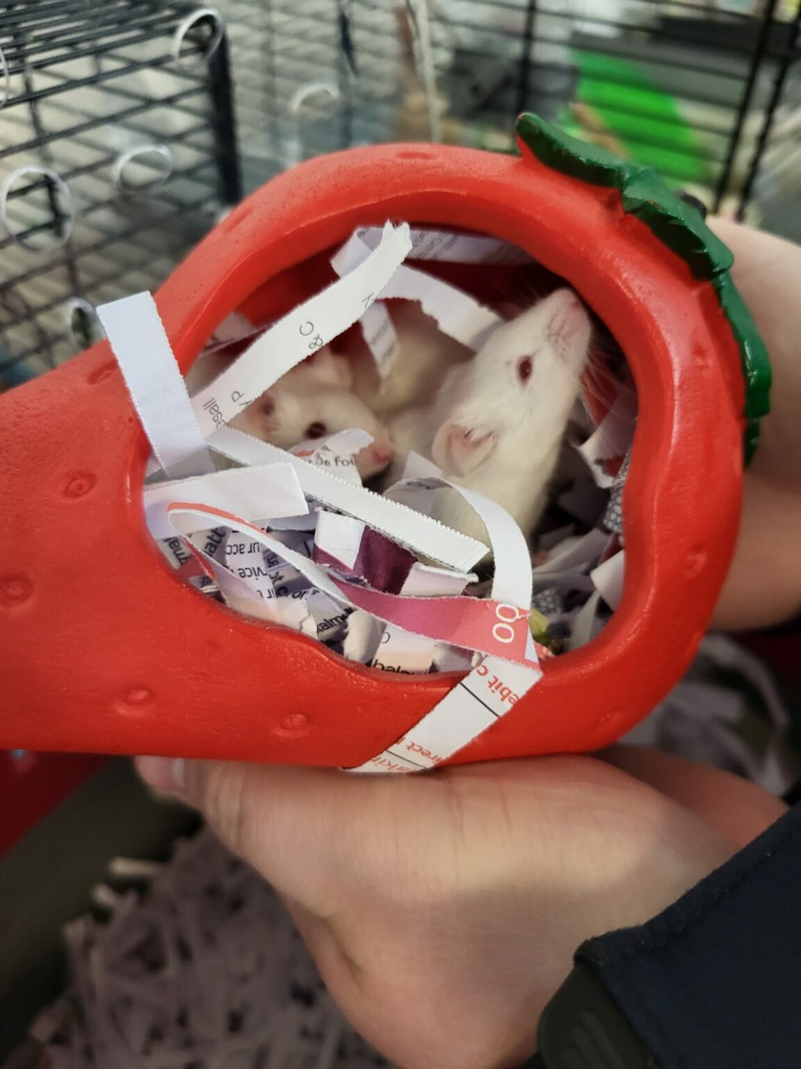 Meet our furry friends from RSPCA Blackpool! - RSPCA Halifax ...