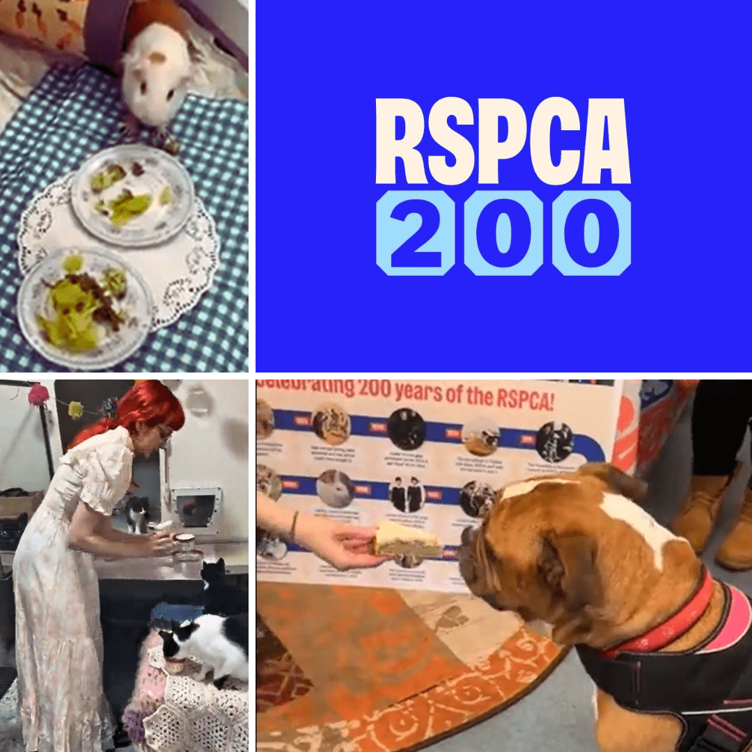 Congratulations to our One Fun Pet Show winners! - RSPCA Halifax ...