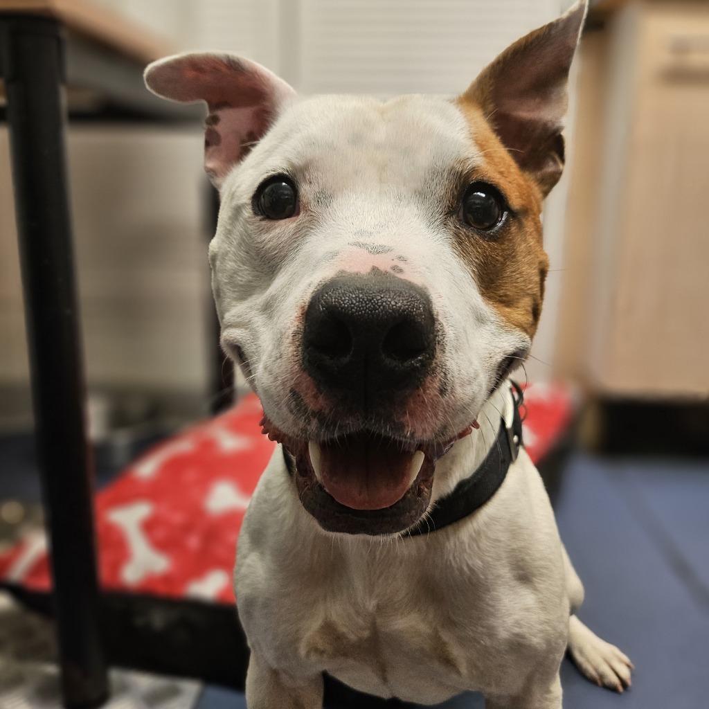 Home - RSPCA Halifax, Huddersfield, Bradford District Branch