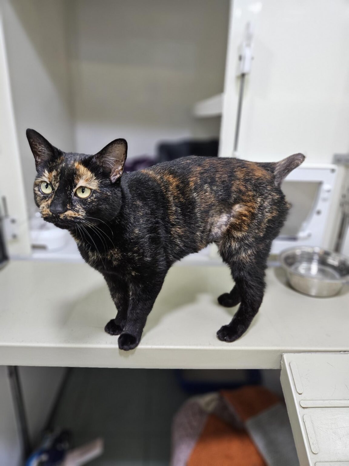 Can you help us with Cobweb's £427 surgery costs? - RSPCA Halifax ...