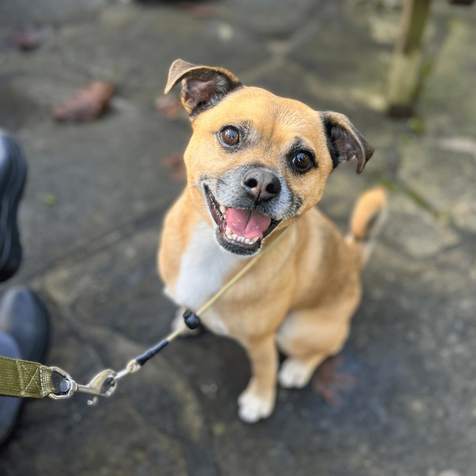 Events Calendar - RSPCA Halifax, Huddersfield, Bradford District Branch