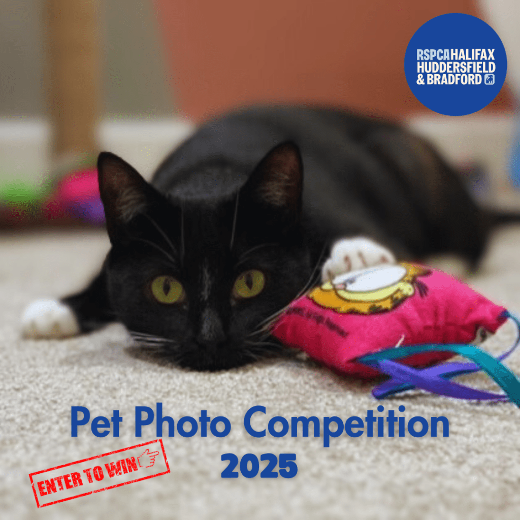 Photo Competition Now OPEN FOR ENTRIES! - RSPCA Halifax, Huddersfield ...