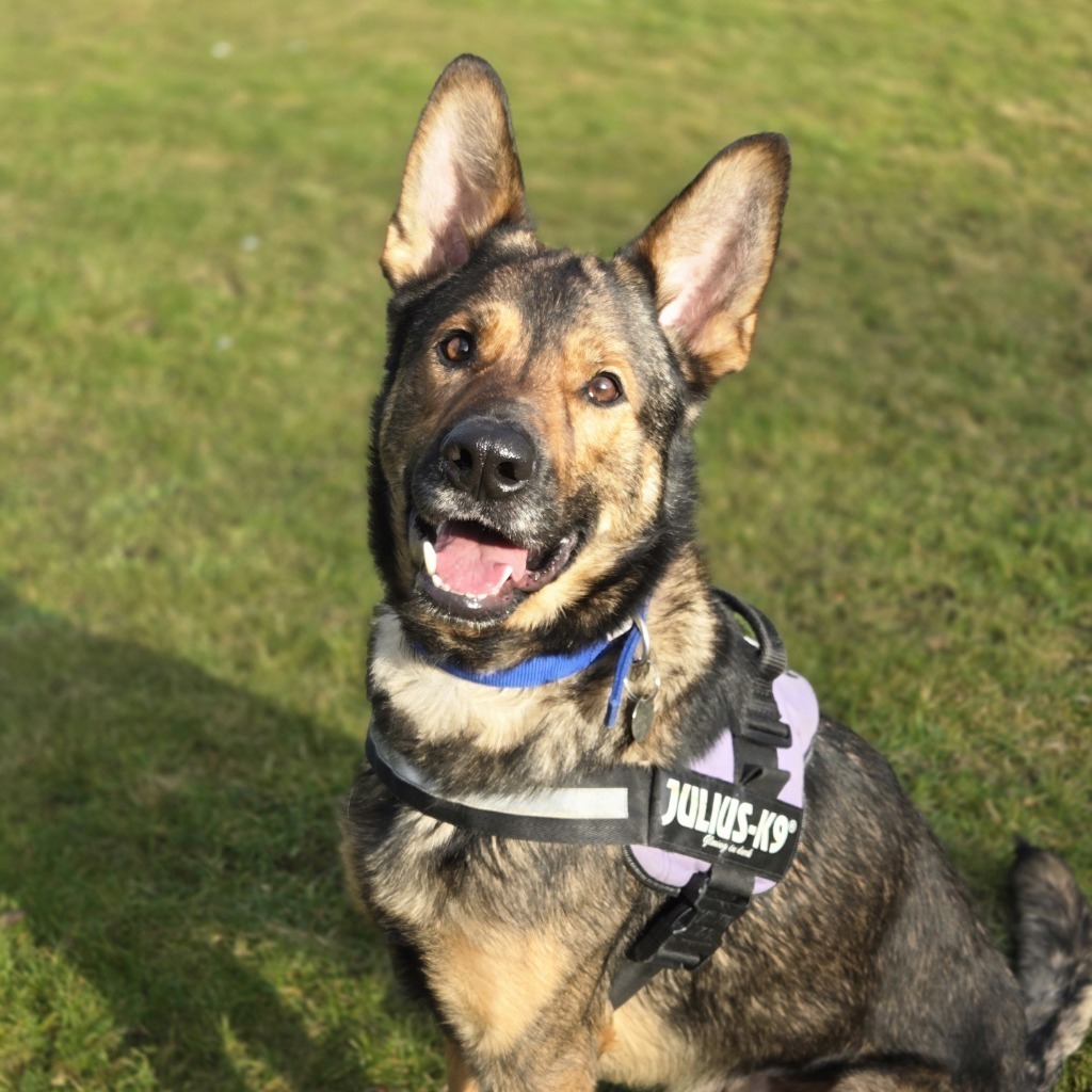 Pet Of The Month - RSPCA Halifax, Huddersfield, Bradford District Branch