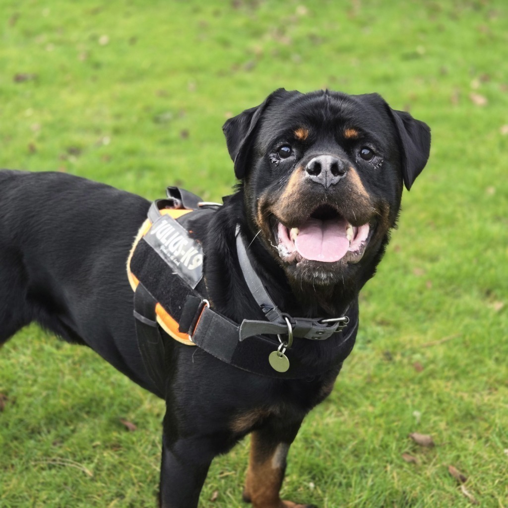 Home - RSPCA Halifax, Huddersfield, Bradford District Branch
