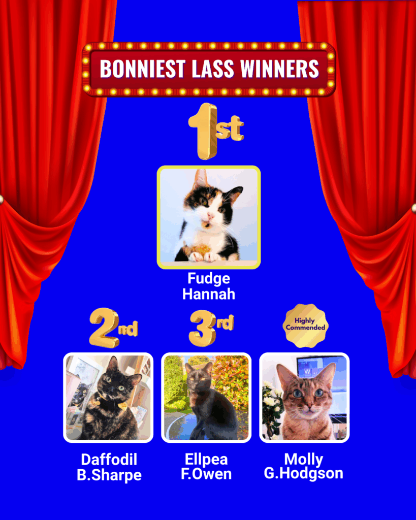 Virtual Cat Show Winners 2025 - RSPCA Halifax, Huddersfield, Bradford ...