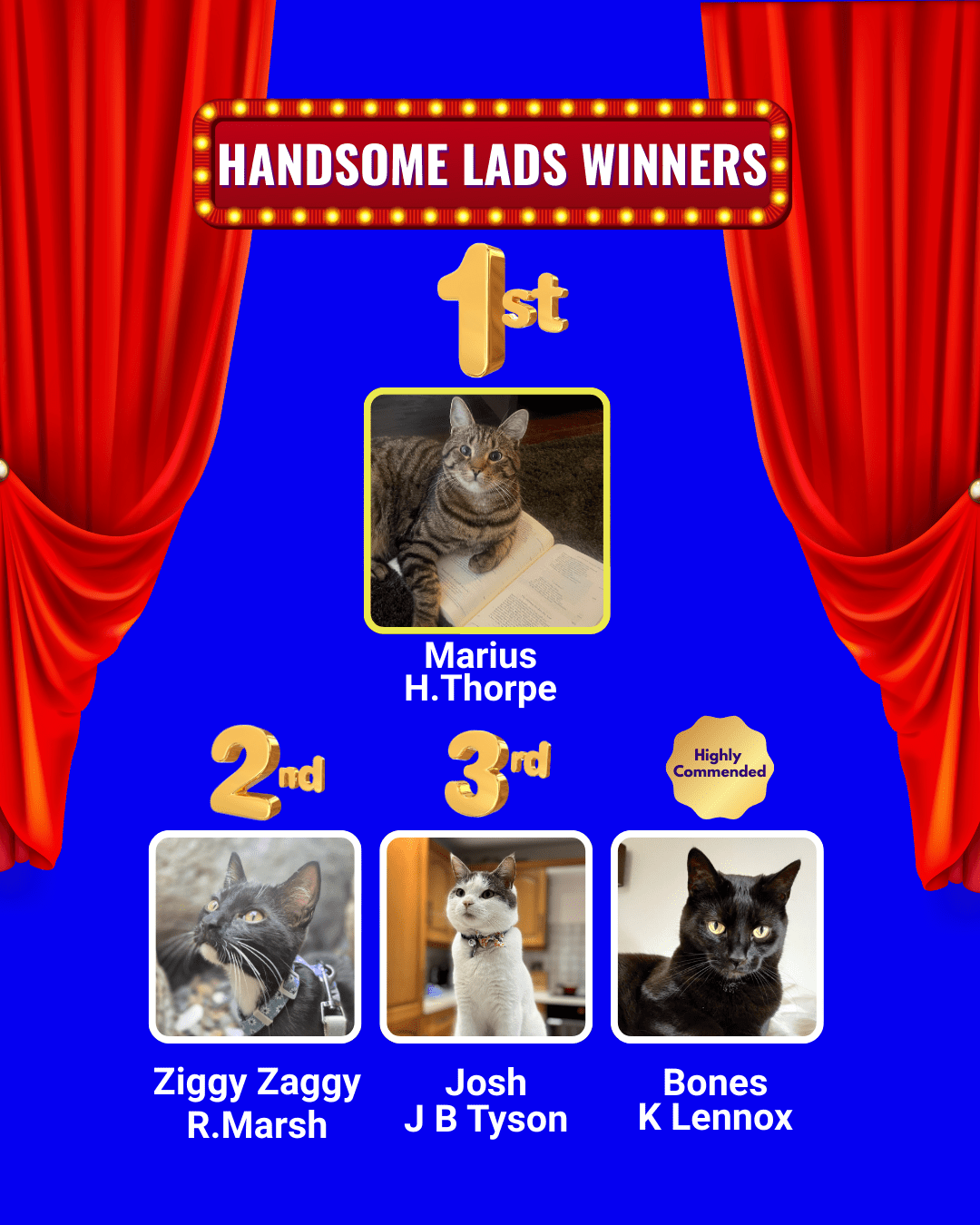 Virtual Cat Show Winners 2025 - RSPCA Halifax, Huddersfield, Bradford ...