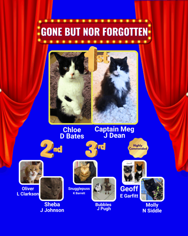 Virtual Cat Show Winners 2025 - RSPCA Halifax, Huddersfield, Bradford ...