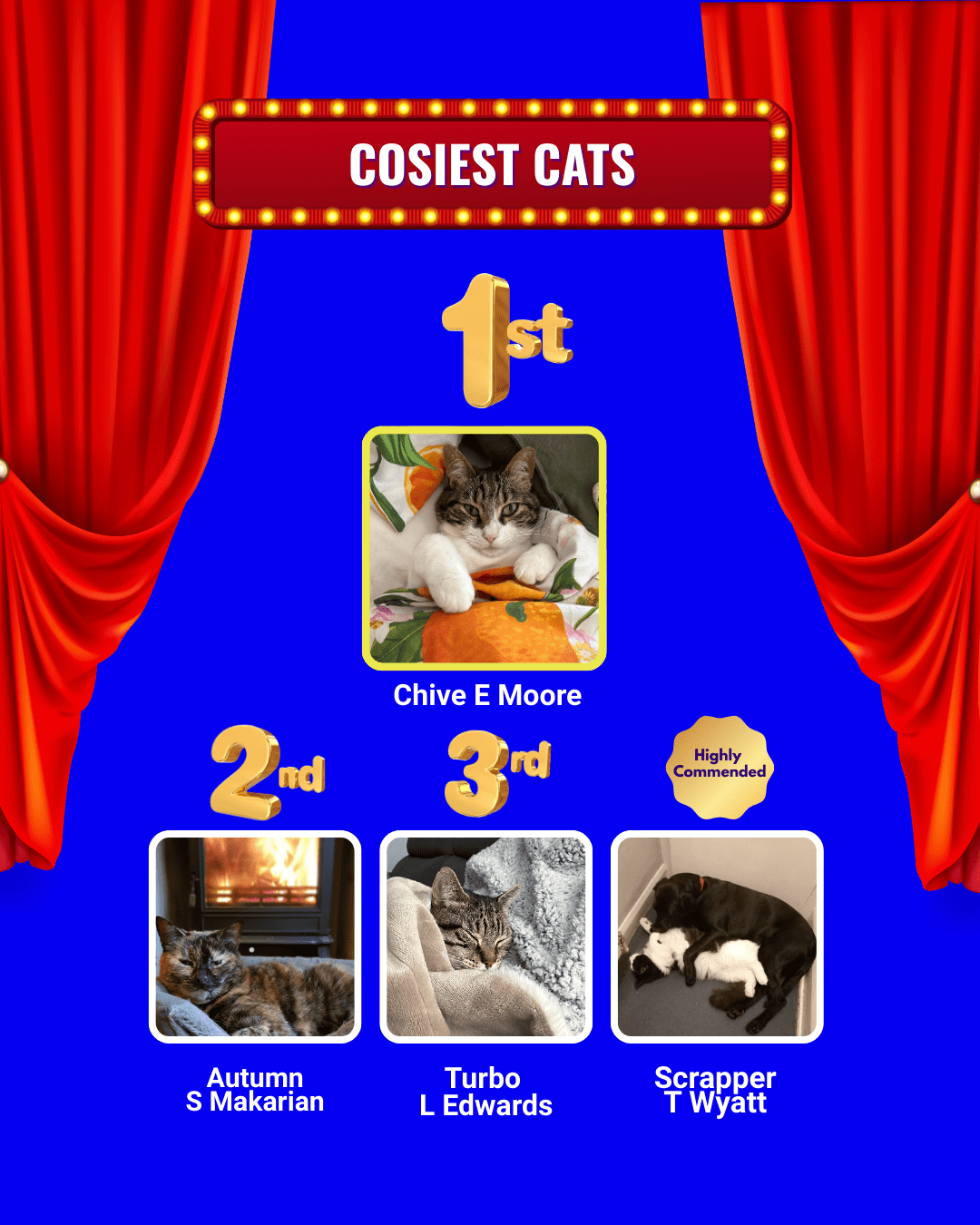 Virtual Cat Show Winners 2025 - RSPCA Halifax, Huddersfield, Bradford ...