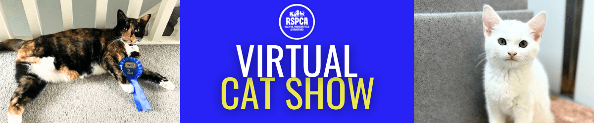 Virtual Cat Show 2025 - RSPCA Halifax, Huddersfield, Bradford District ...
