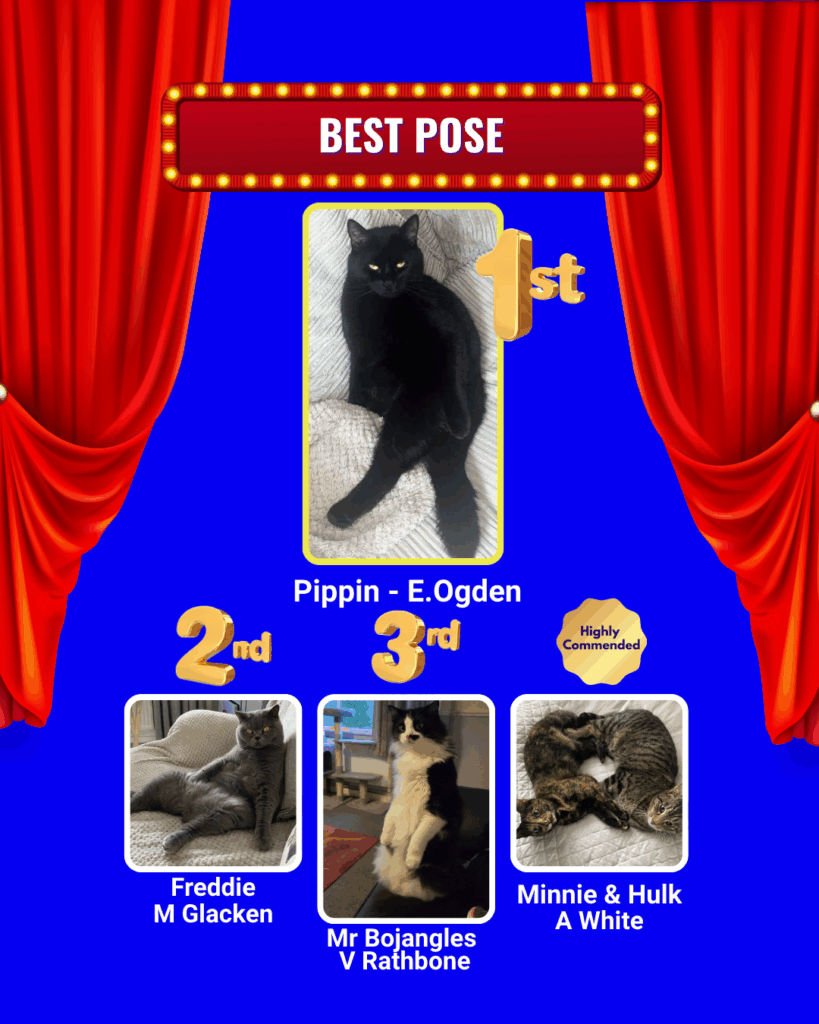 Virtual Cat Show Winners 2025 - RSPCA Halifax, Huddersfield, Bradford ...