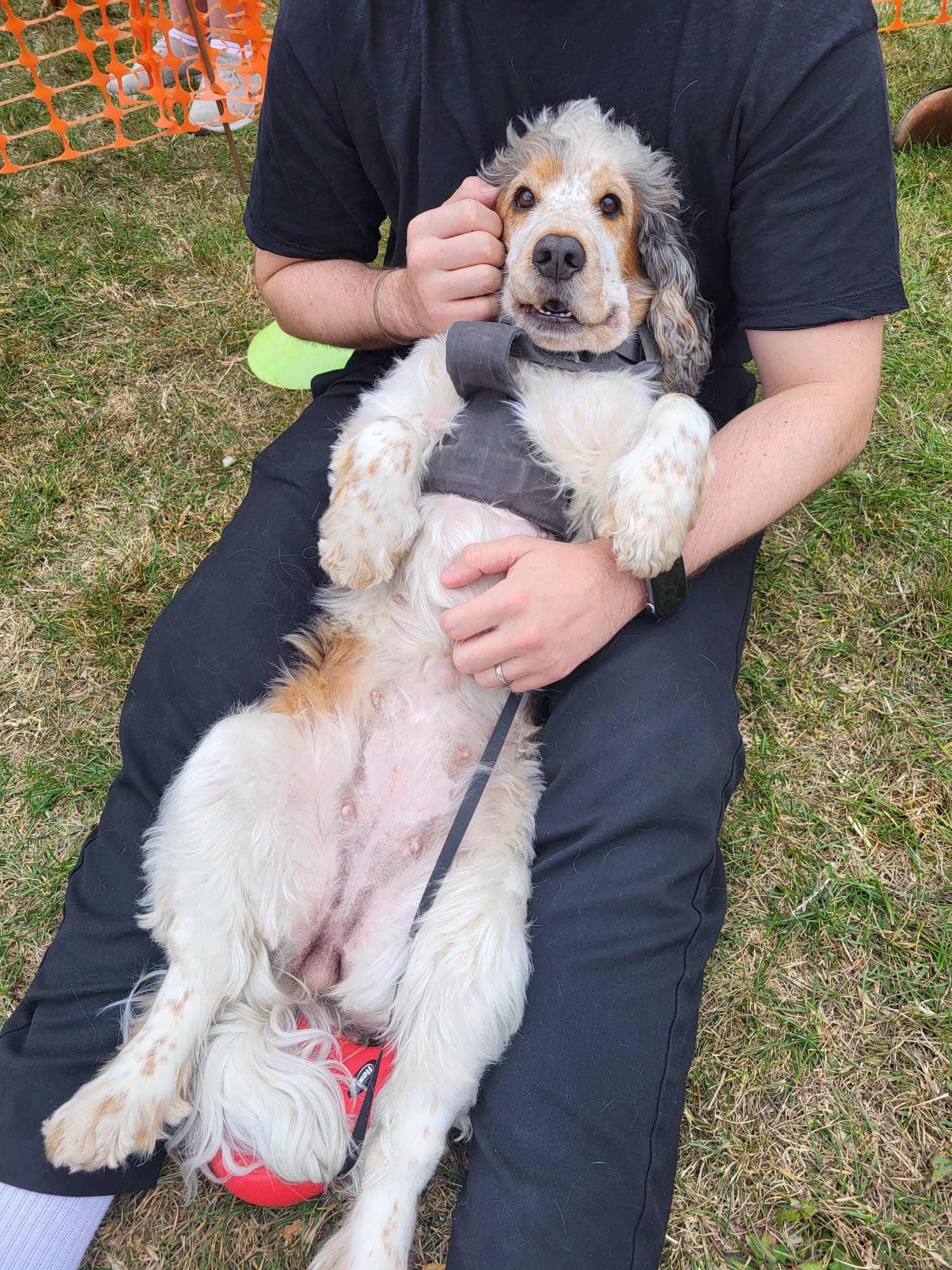 A Pawsitively Amazing Day at Happy Tails! 🐾 - RSPCA Halifax ...