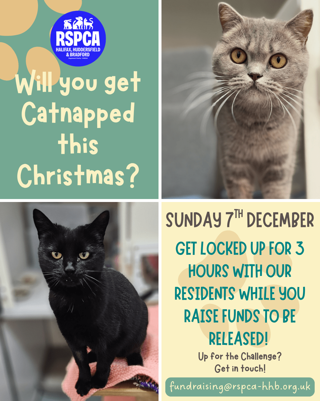 Catnapped - RSPCA Halifax, Huddersfield, Bradford District Branch