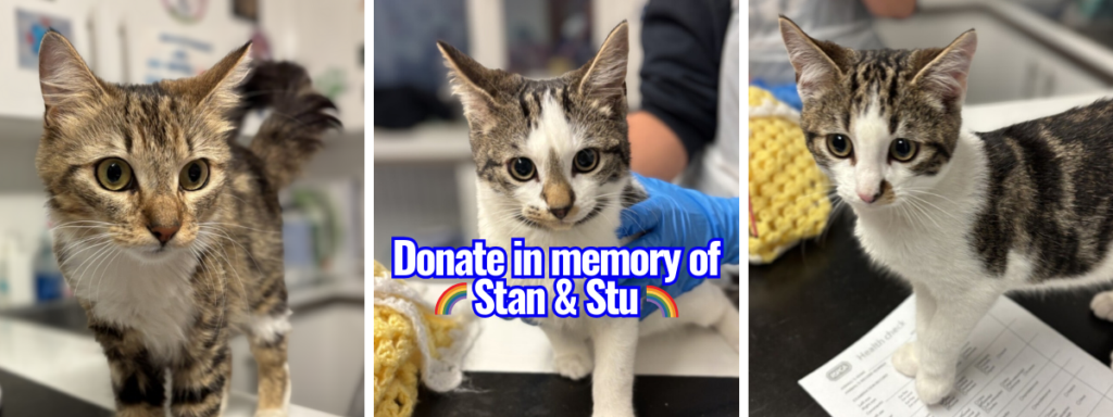 There's Still Time to Donate to our Catnapped Challenge! - RSPCA ...